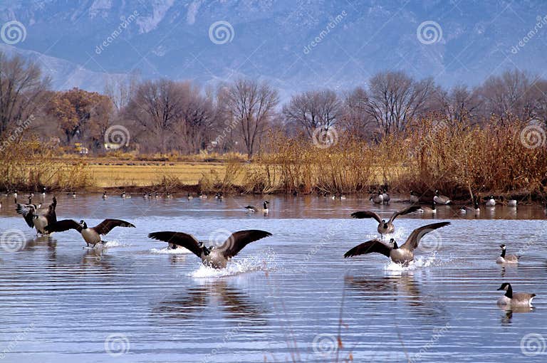 Geese Landing on a Lake stock image. Image of life, flock - 3802905