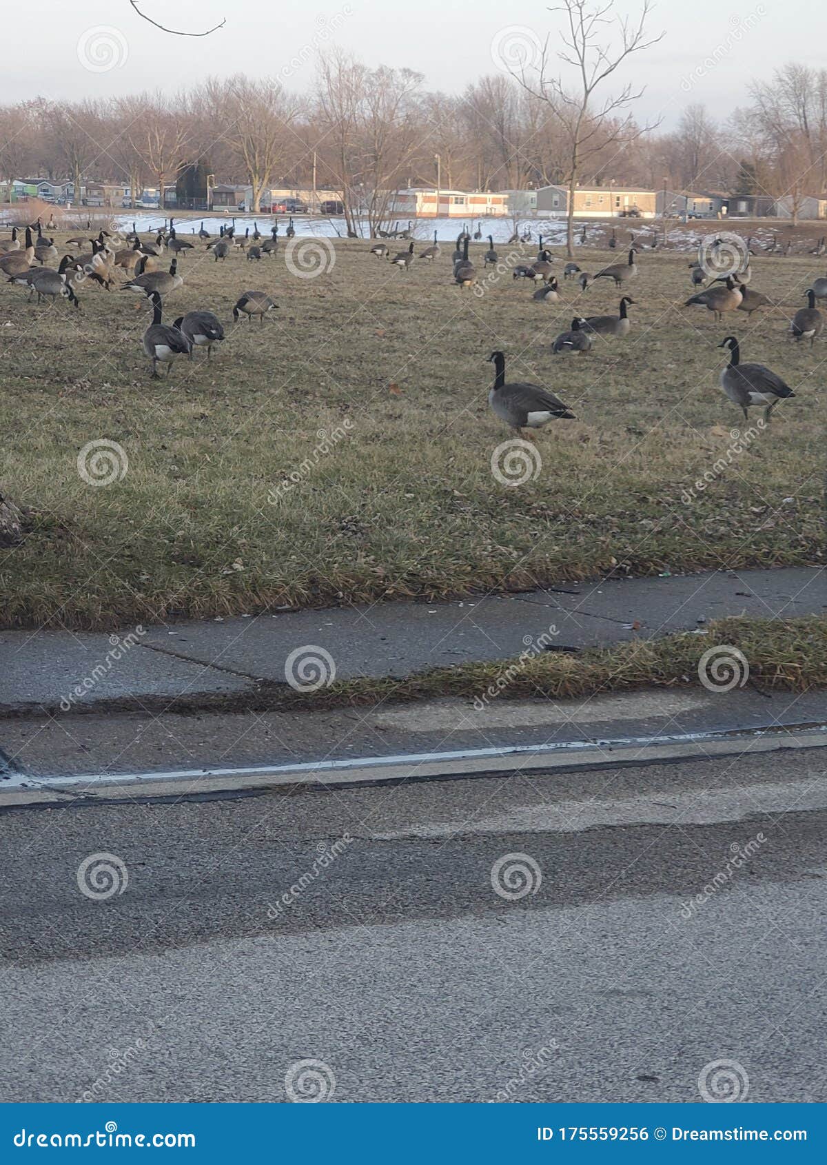 A Geese Life stock photo. Image of multiple, geese, pond - 175559256