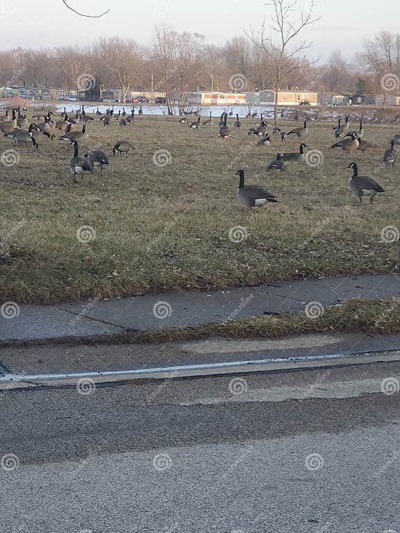 A Geese Life stock photo. Image of multiple, geese, pond - 175559256