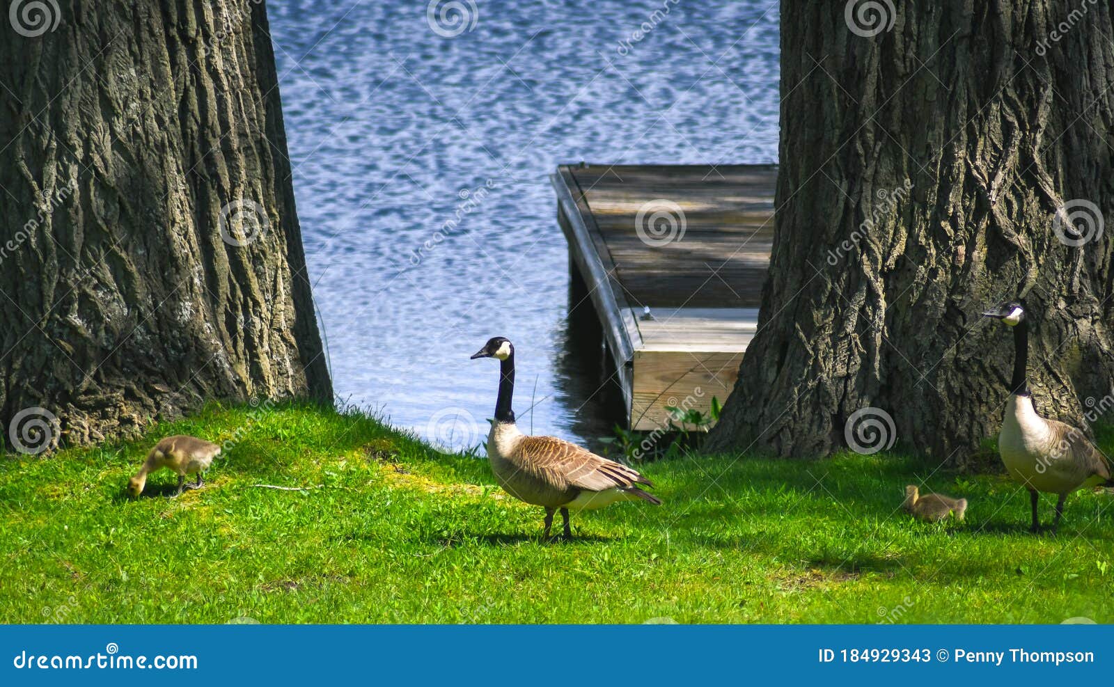 Geese with Babies in Spring Stock Image - Image of grass, geese: 184929343