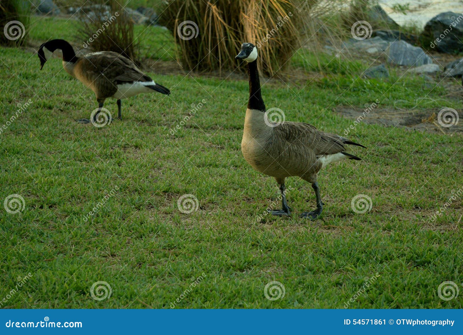 Geese stock image. Image of geese, seasonal, florida - 54571861