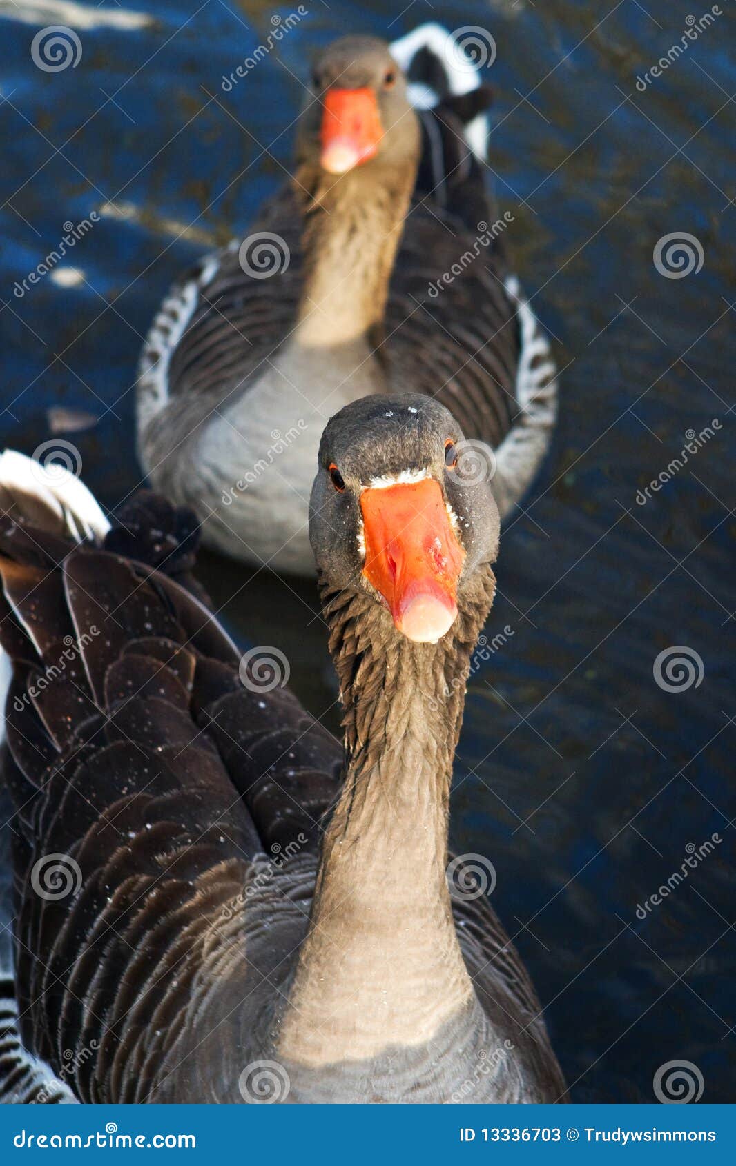 Geese Looking at the Camera Stock Image - Image of friendly, orange ...
