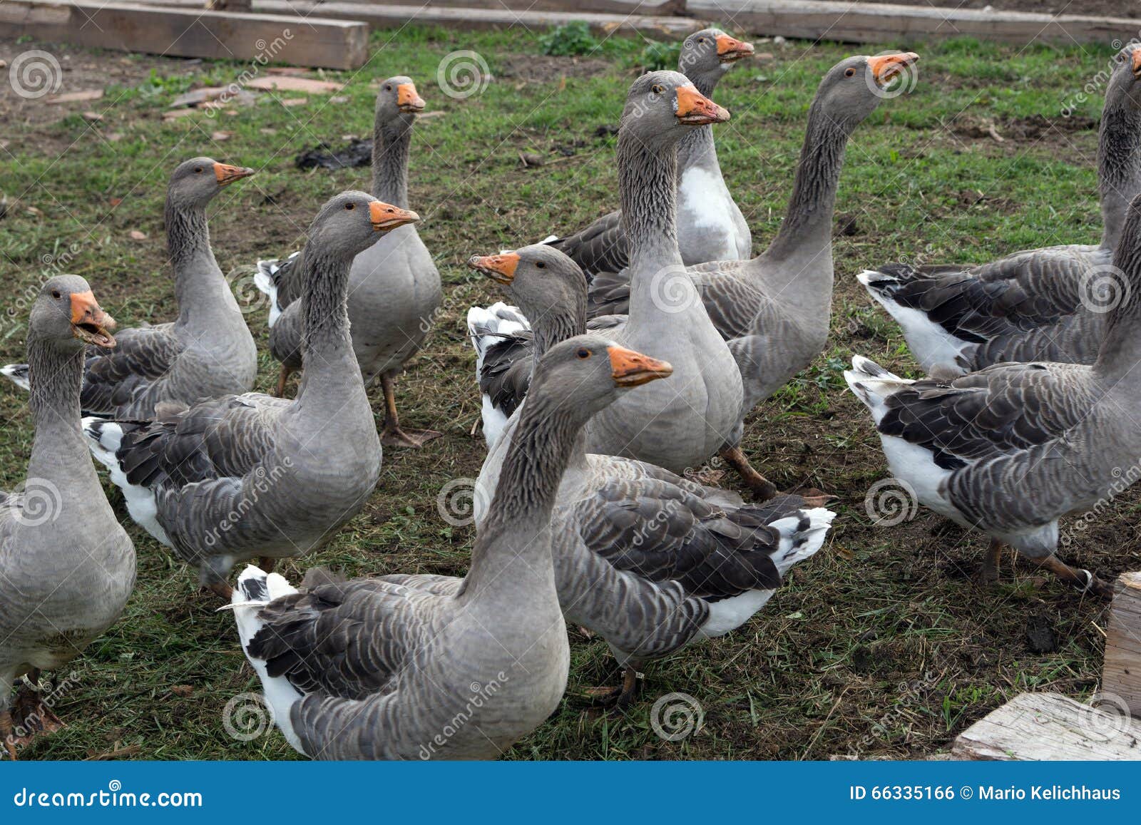 Geese stock photo. Image of animal, farm, bird, friendly - 66335166