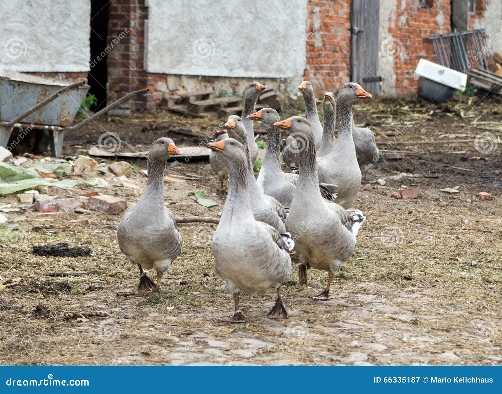 Geese stock image. Image of breeding, nature, feathers - 66335187