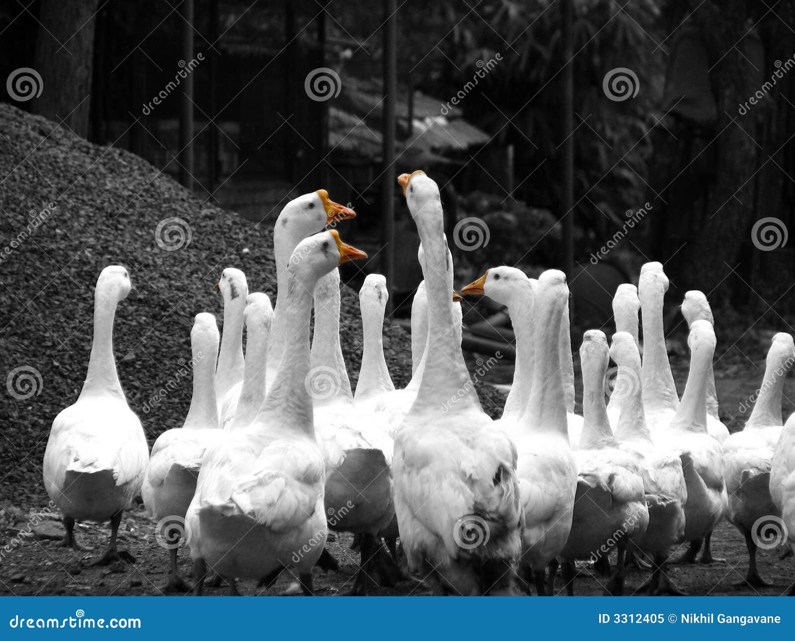 Geese March stock image. Image of discipline, crowd, teams - 3312405