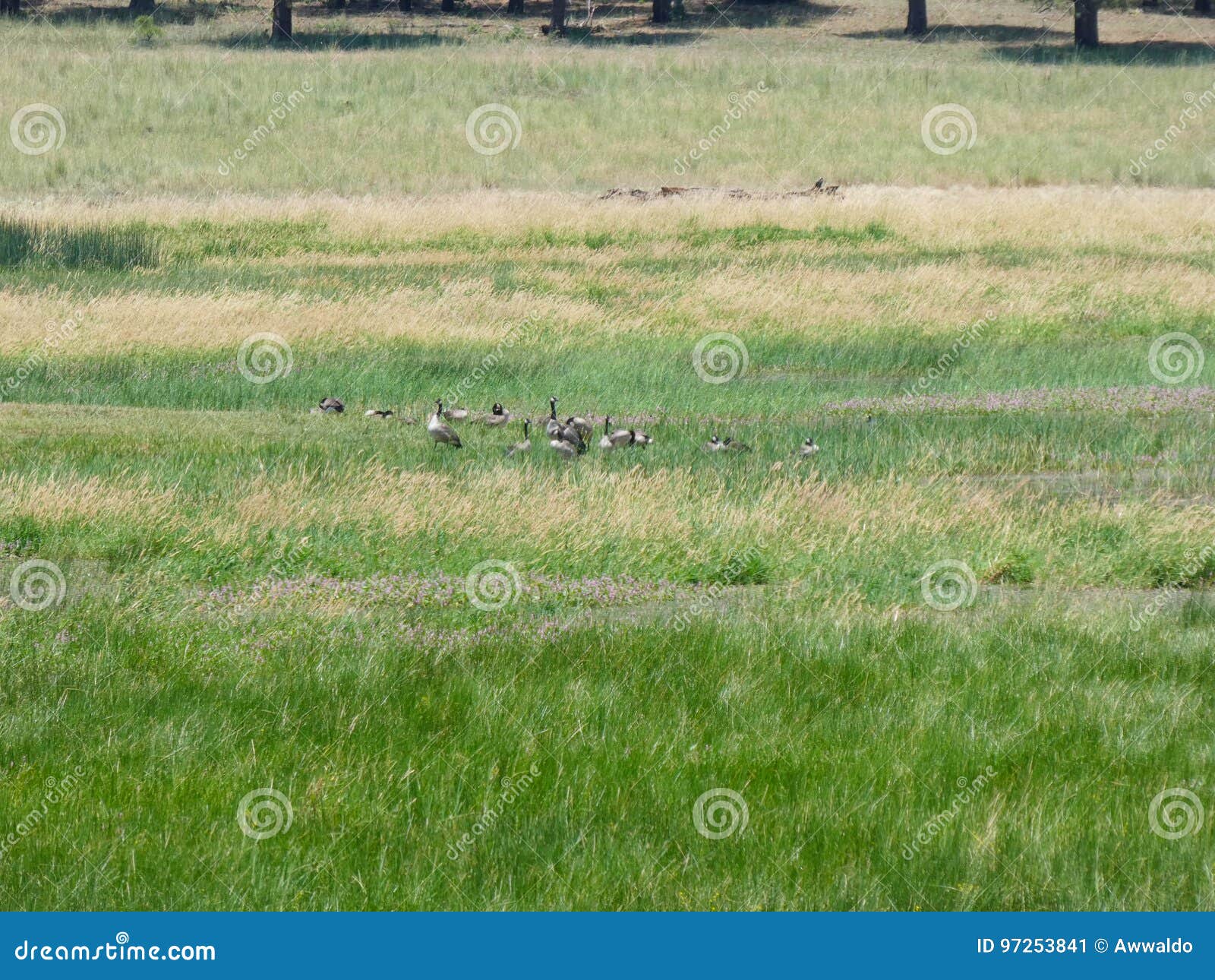 Geese in a marsh stock image. Image of geese, july, colemean - 97253841