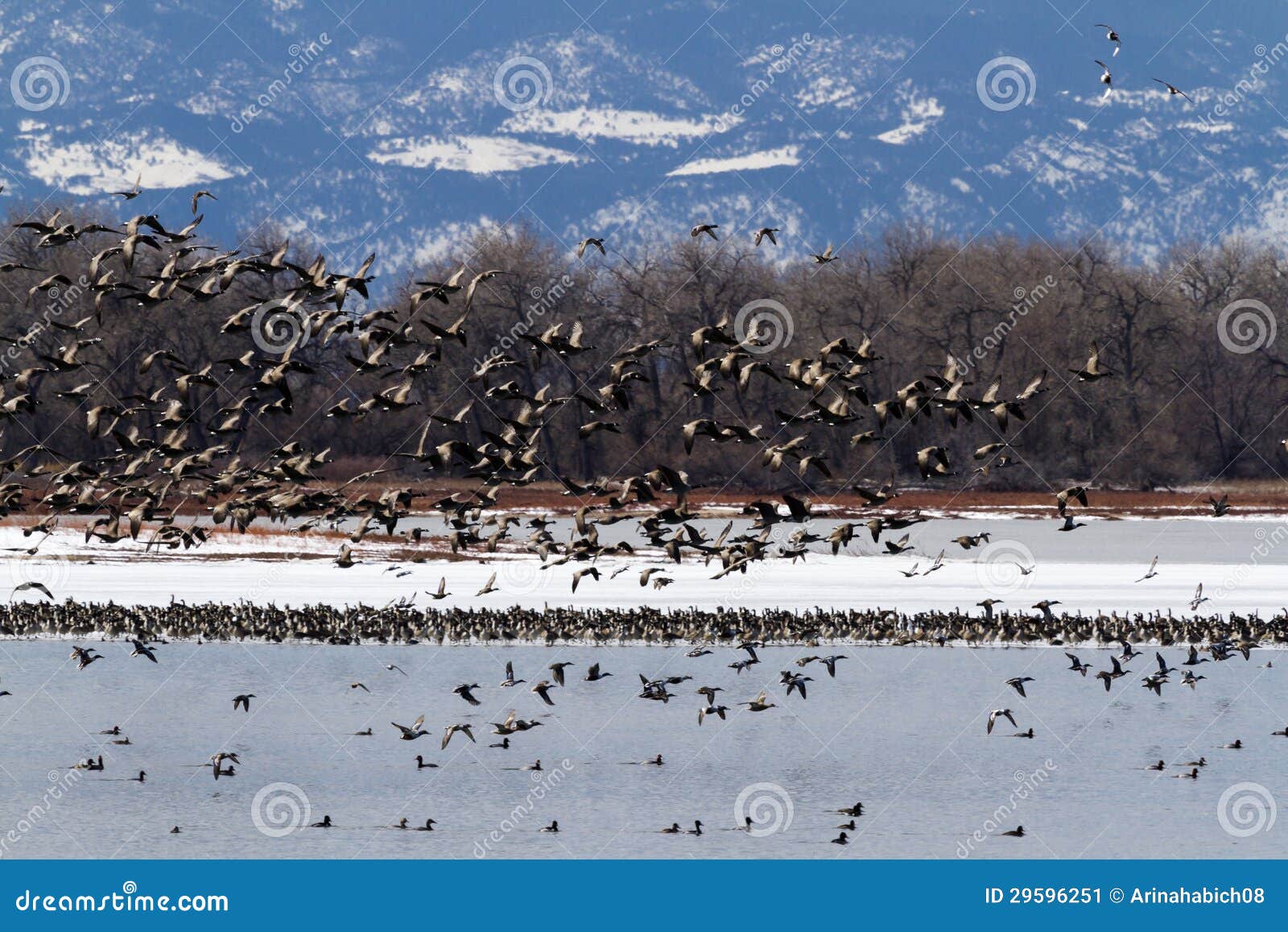 Geese migration stock image. Image of goose, lake, colorado - 29596251