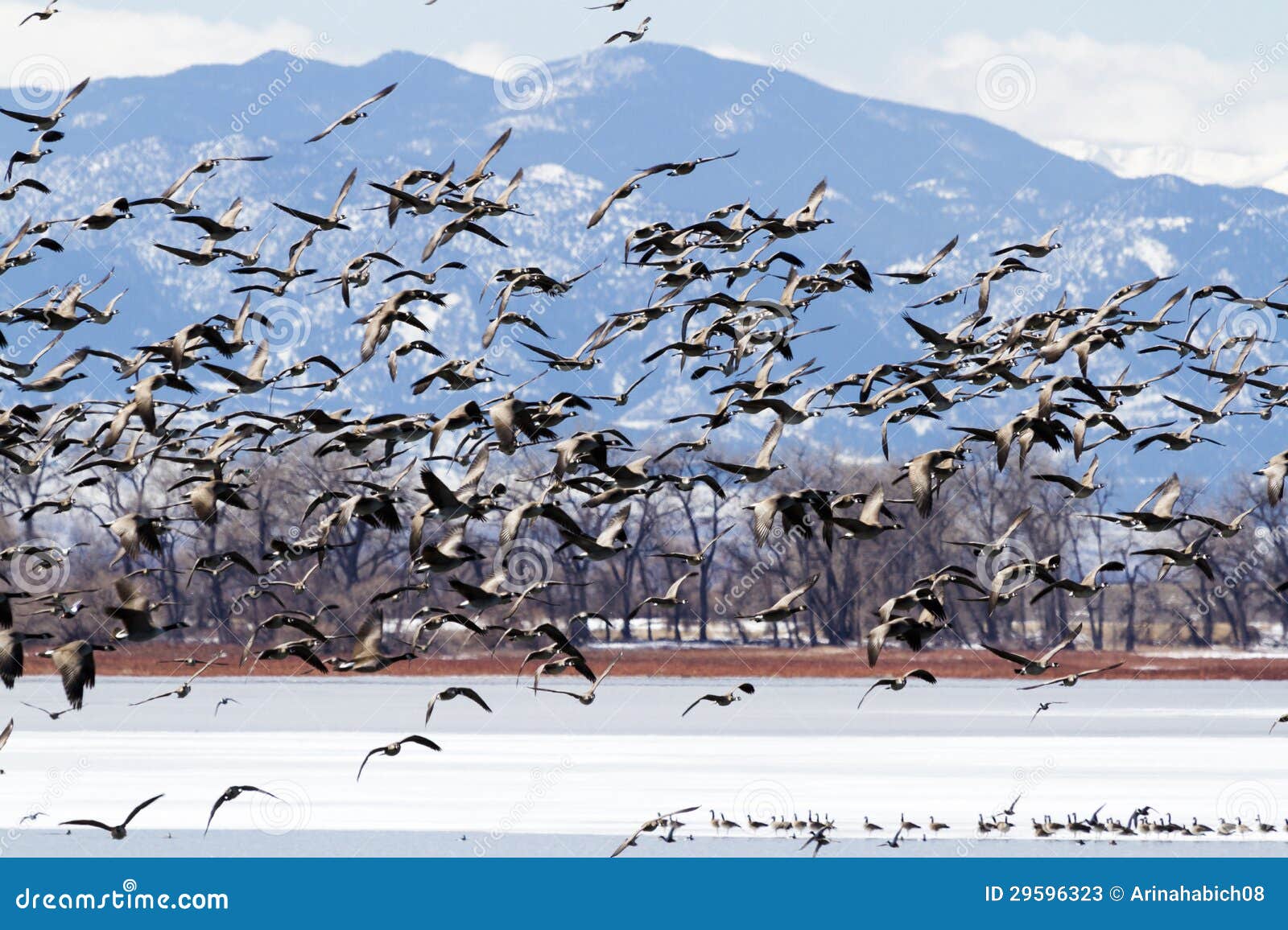 Geese migration stock image. Image of mountain, brown - 29596323