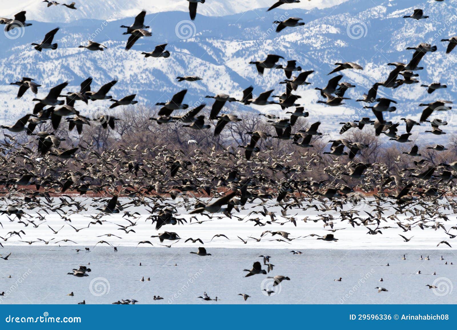 Geese migration stock photo. Image of brownish, brighton - 29596336