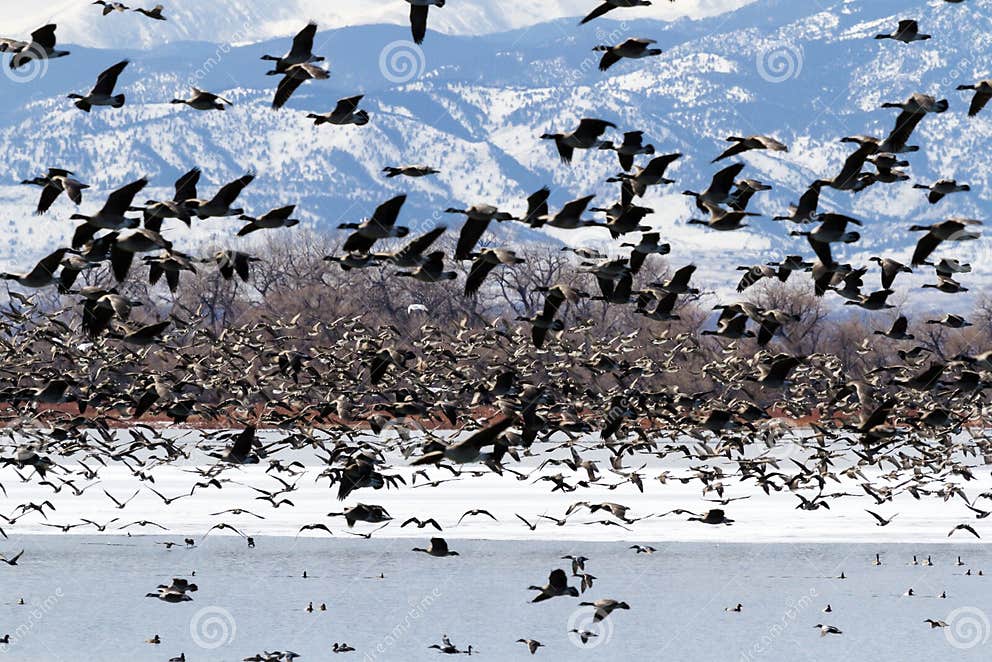 Geese migration stock photo. Image of brownish, brighton - 29596336