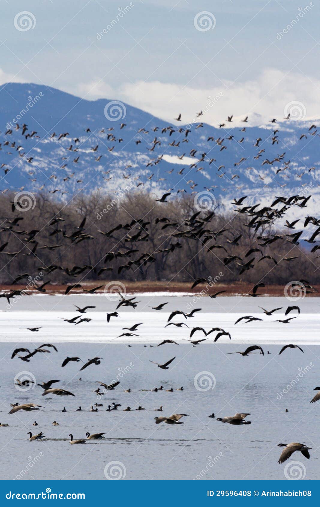 Geese migration stock photo. Image of canadian, black - 29596408