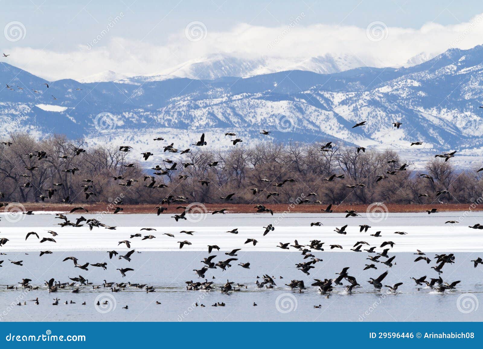 Geese migration stock photo. Image of gray, adams, migratory - 29596446