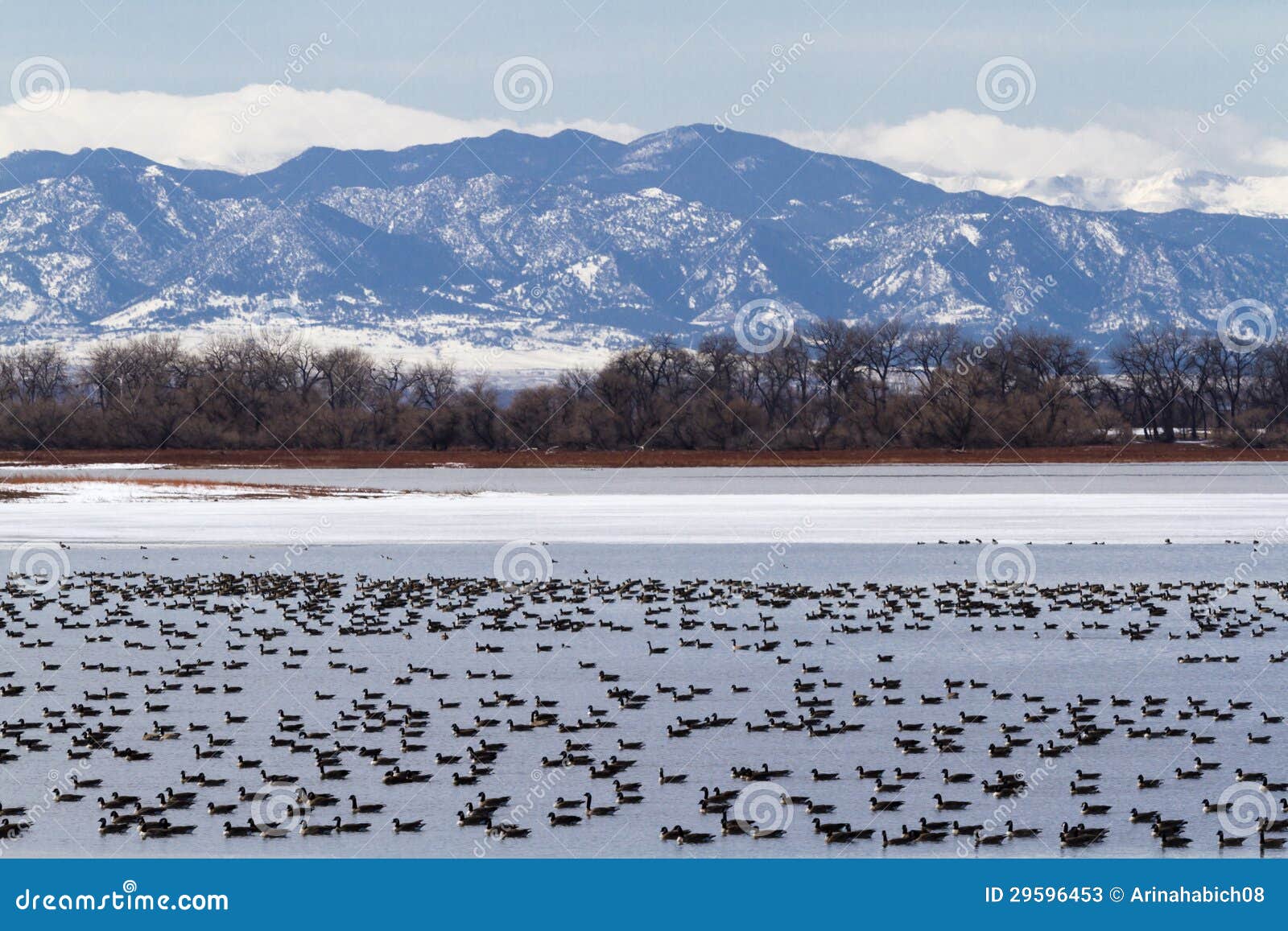 Geese migration stock image. Image of mountains, county - 29596453