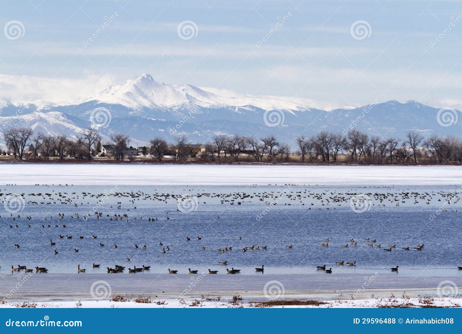 Geese migration stock photo. Image of nature, animal - 29596488