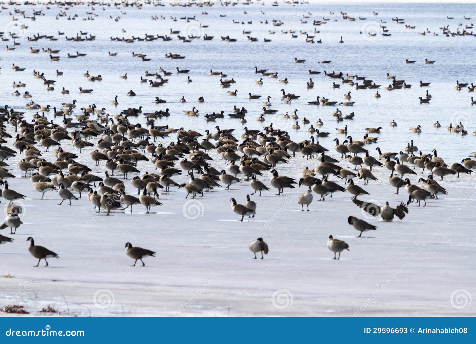 Geese migration stock image. Image of migration, movement - 29596693
