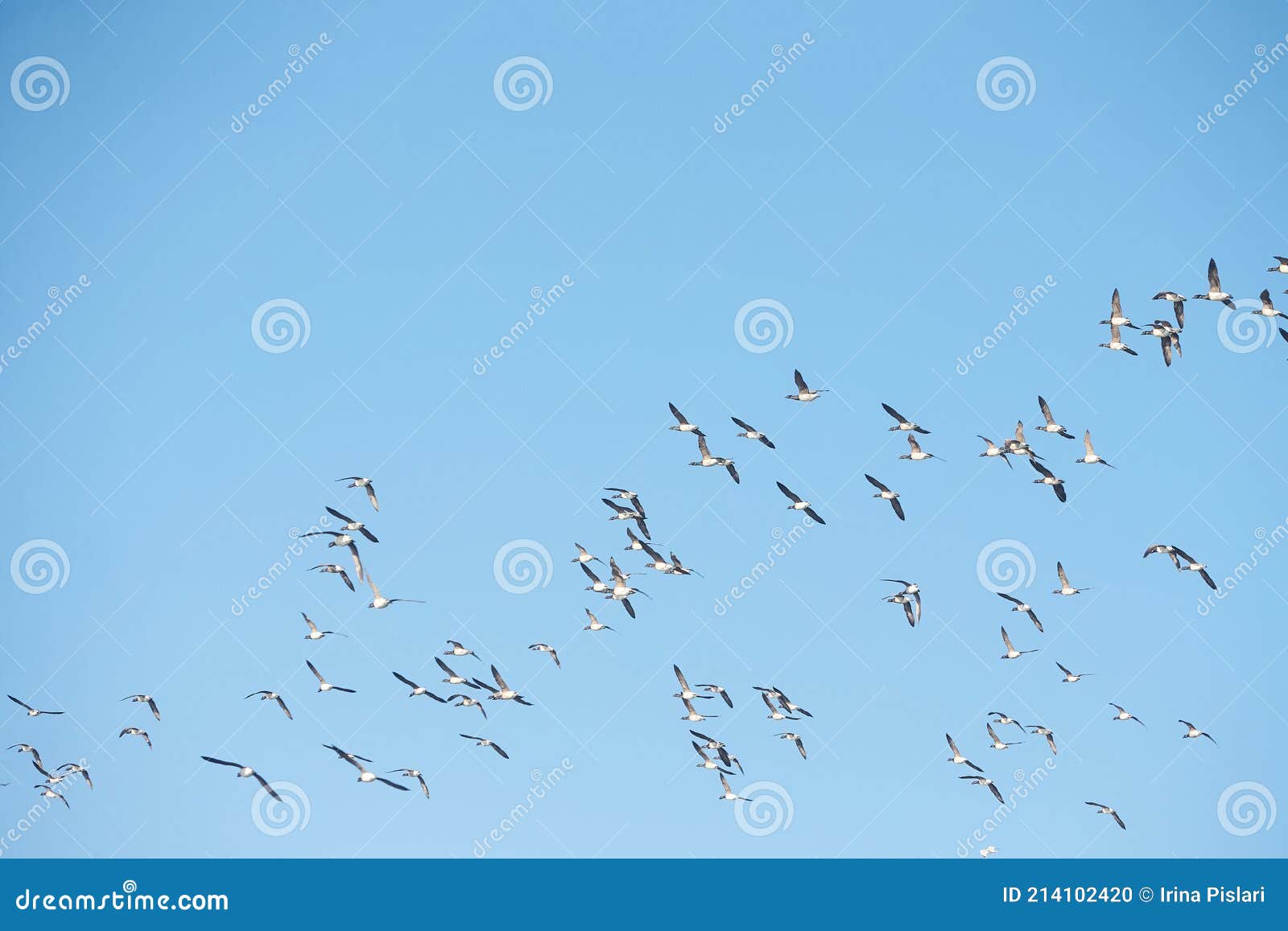 Geese Migration. Flock of Canadian Geese and Mallard Ducks Flying in ...