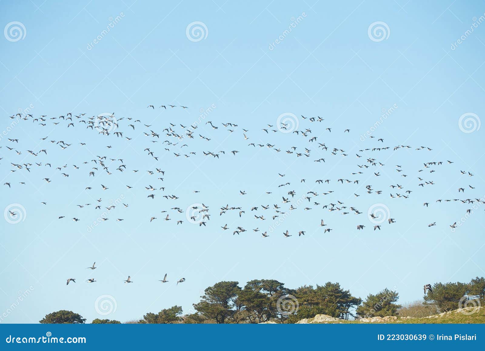 Geese Migration. Flock of Canadian Geese and Mallard Ducks Flying in ...