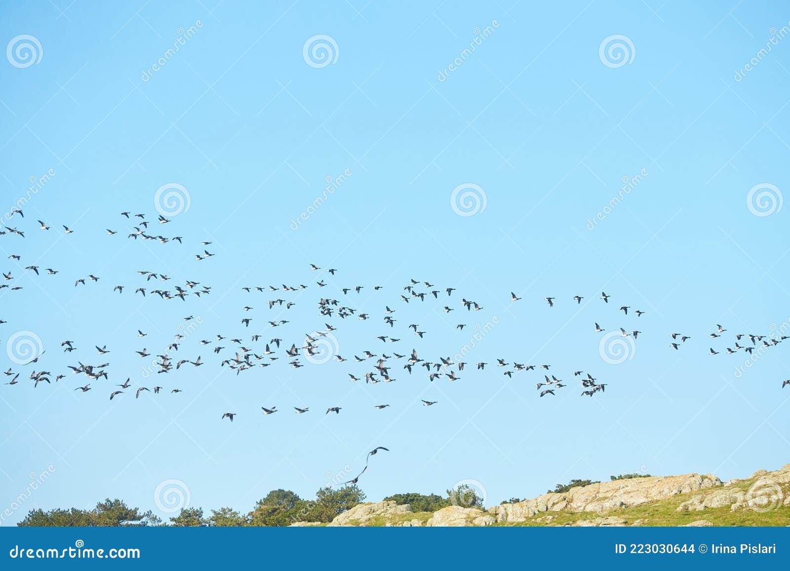 Geese Migration. Flock of Canadian Geese and Mallard Ducks Flying in ...