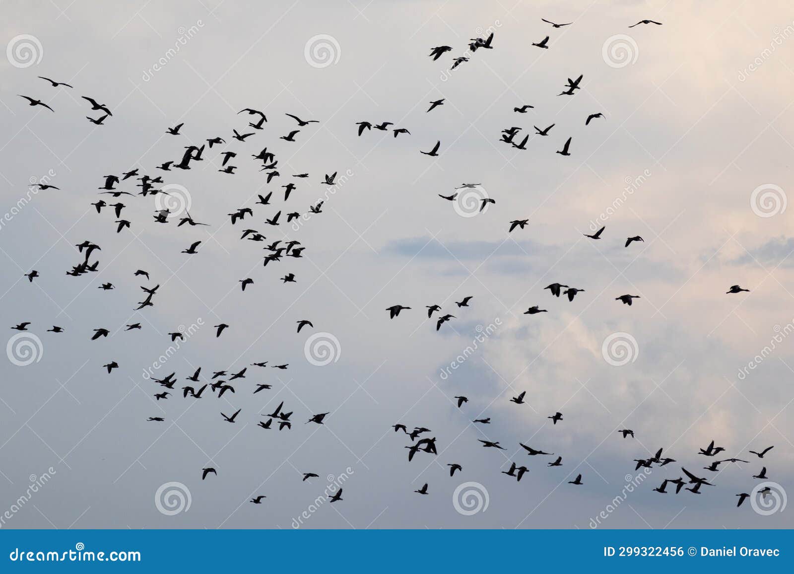 Geese Migration, Goose Flock Migrating on Sky Stock Photo - Image of ...