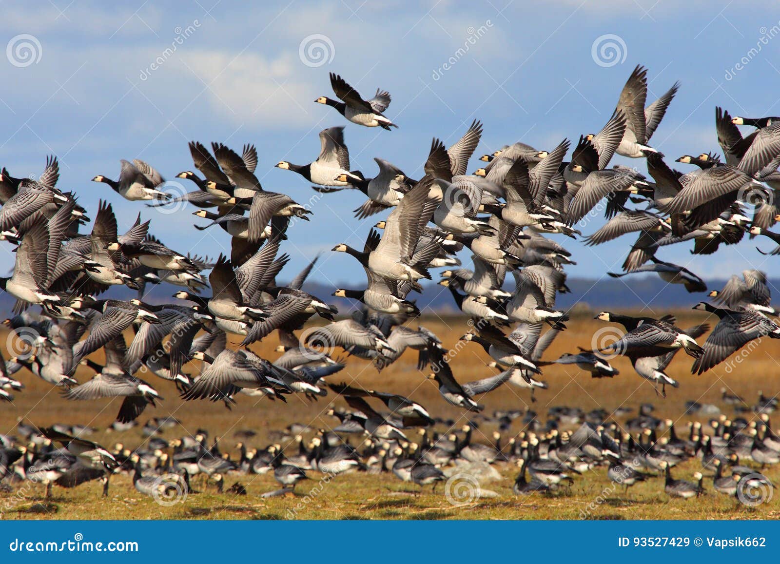 Geese migration. stock image. Image of nature, landscape - 93527429