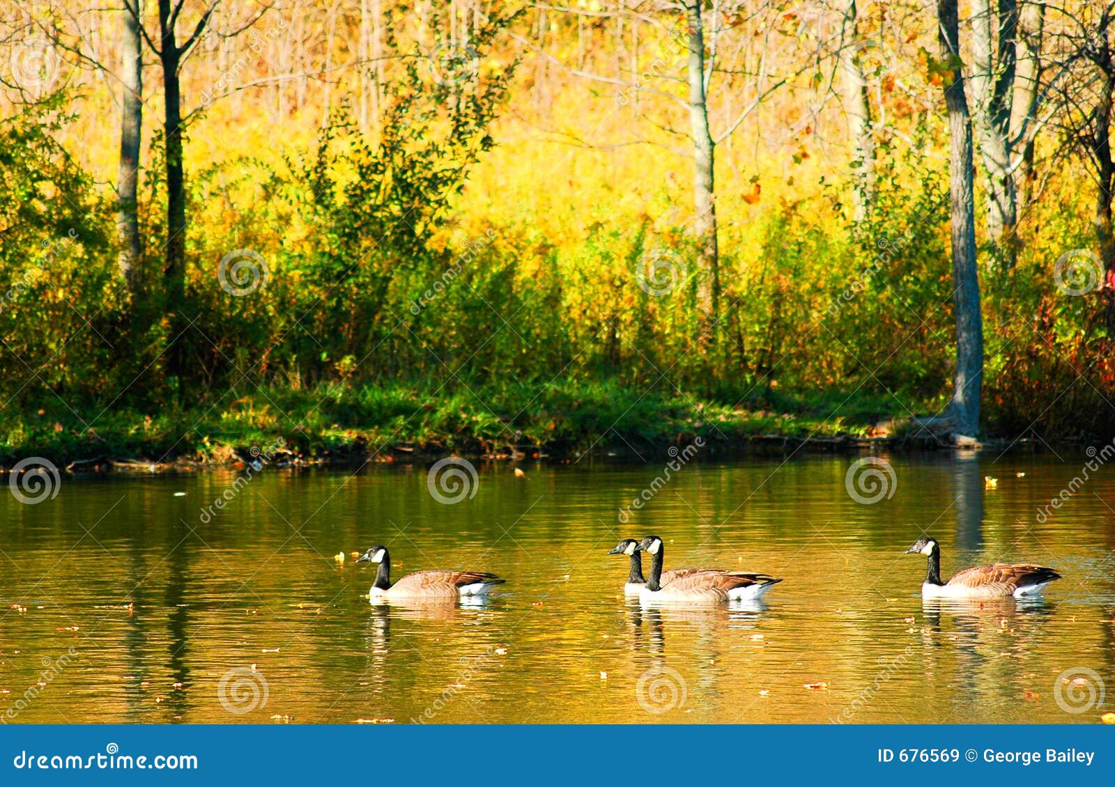 Geese in motion. stock image. Image of woods, lake, flying - 676569