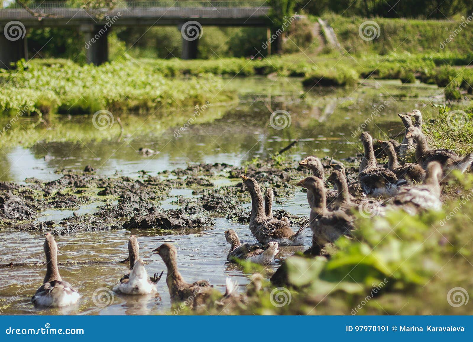 Geese in the Mud on the River Bank Stock Image - Image of dairy ...