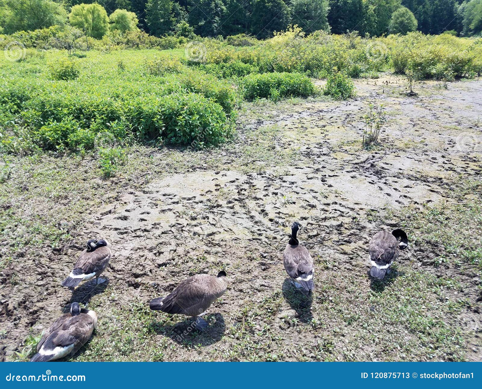 Geese and Mud in Wetland Area Stock Image - Image of outdoor, marsh ...