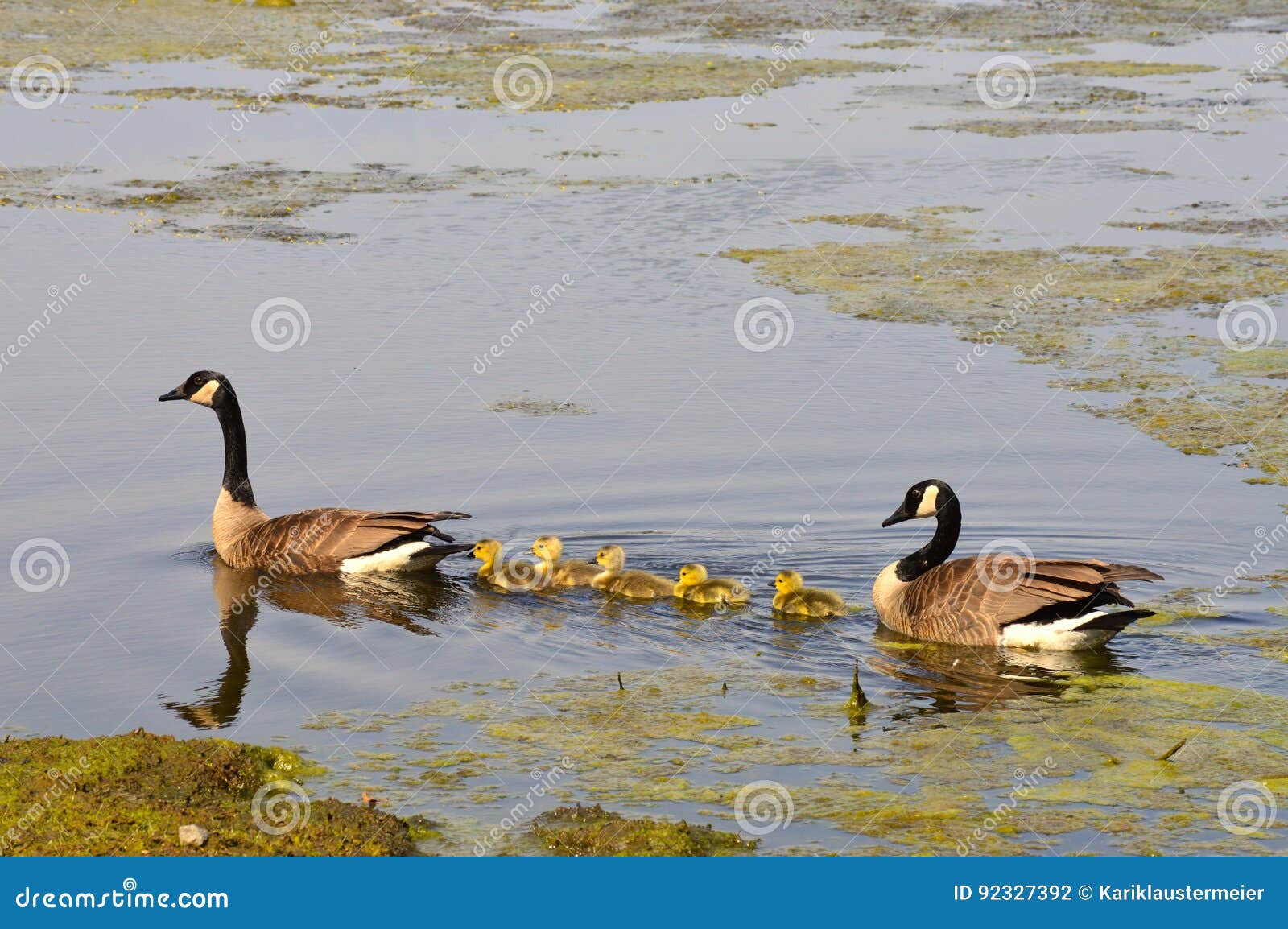 Geese stock photo. Image of curious, back, explore, center - 92327392