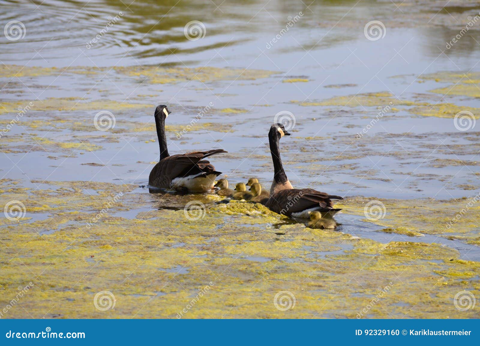 Geese stock photo. Image of life, fuzzy, attraction, natural - 92329160