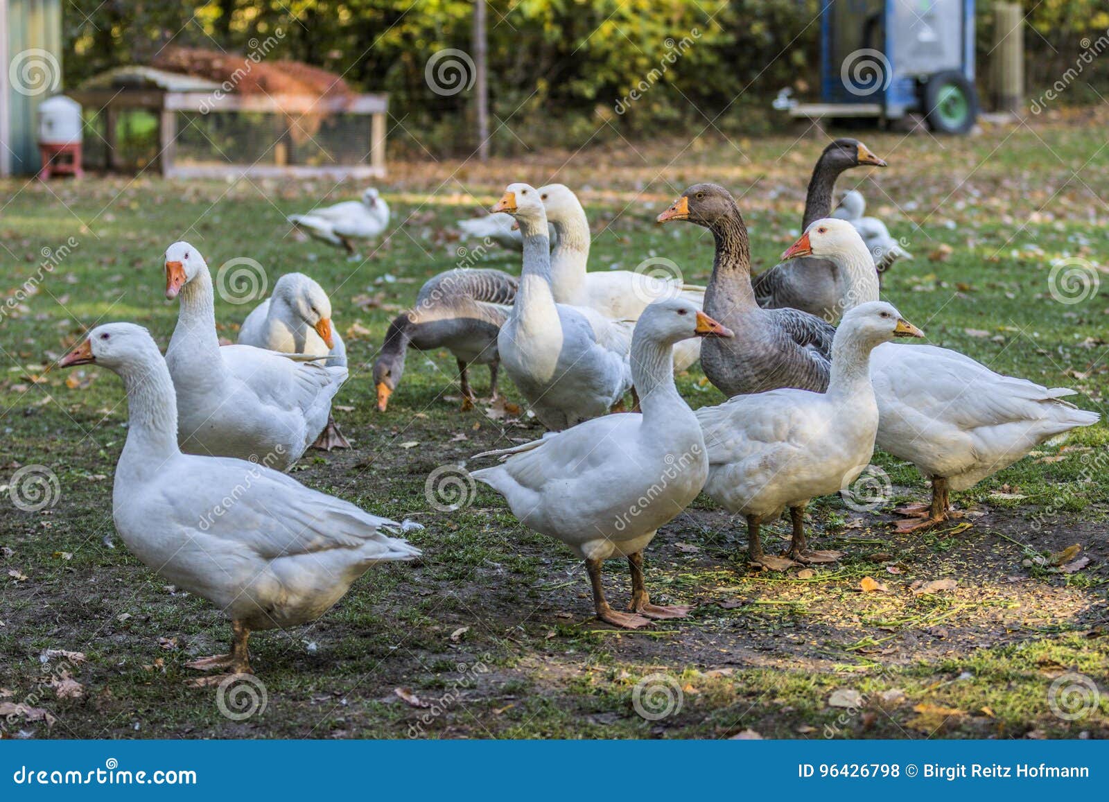 Geese in outdoor enclosure stock photo. Image of birdl - 96426798