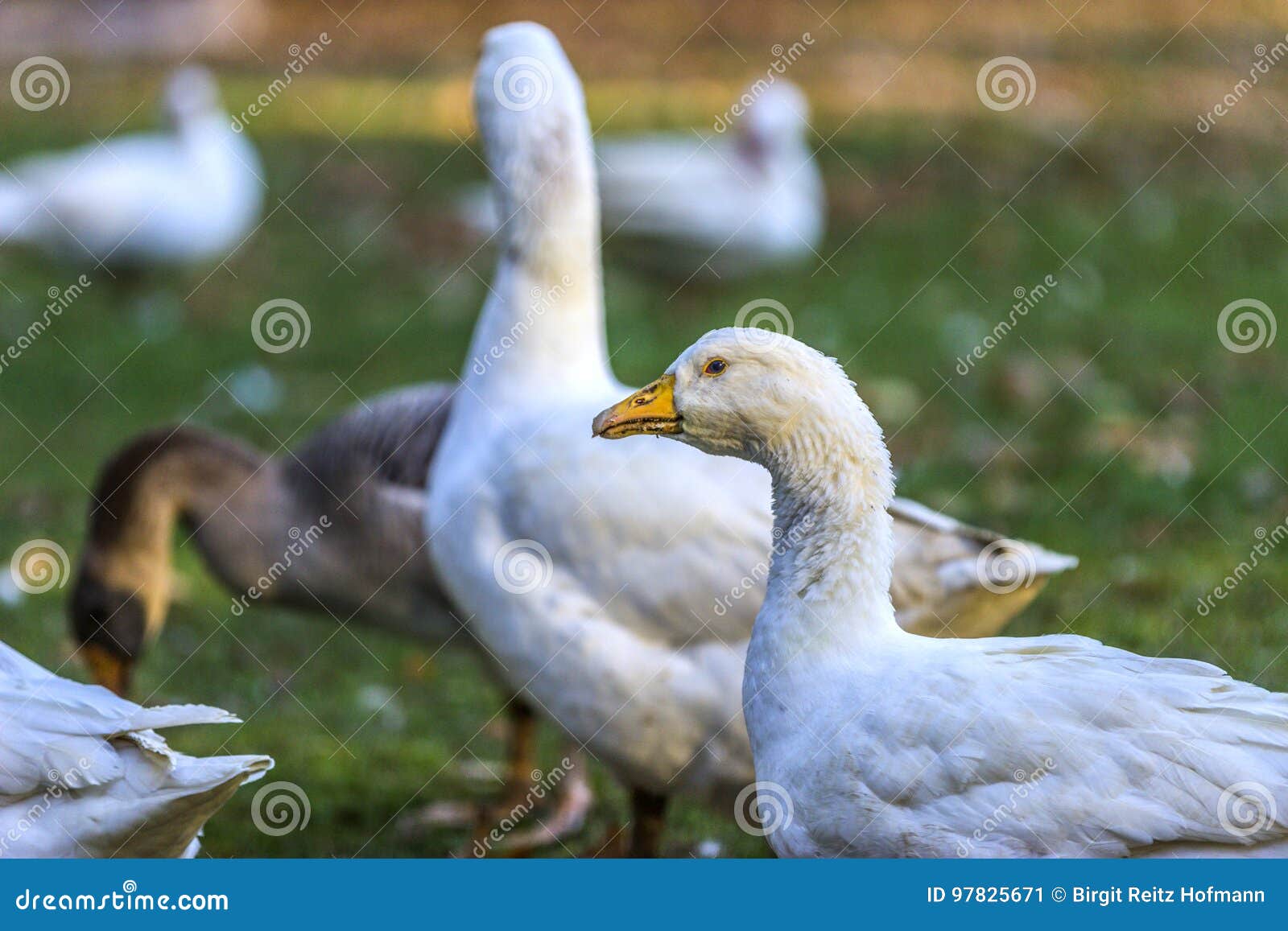 Geese in outdoor enclosure stock image. Image of ornithology - 97825671