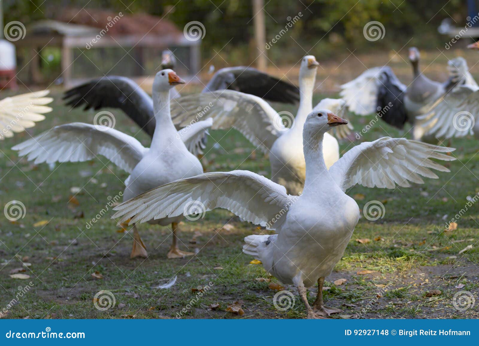 Geese in Outdoor Enclosure on Farm Stock Photo - Image of anser, waddle ...