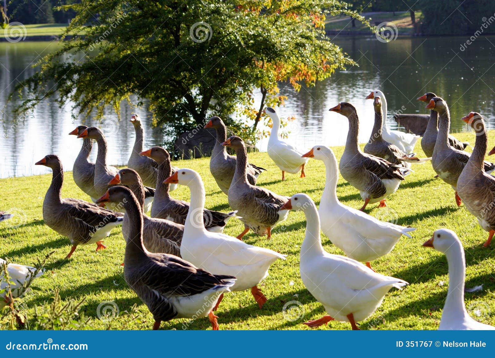 Geese at the park stock image. Image of direction, park - 351767