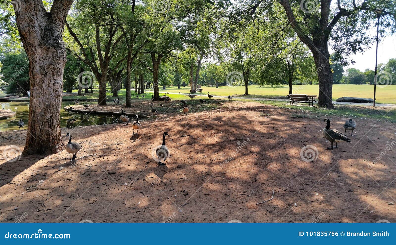 Geese on Dirt stock photo. Image of fauna, birdwatching - 101835786