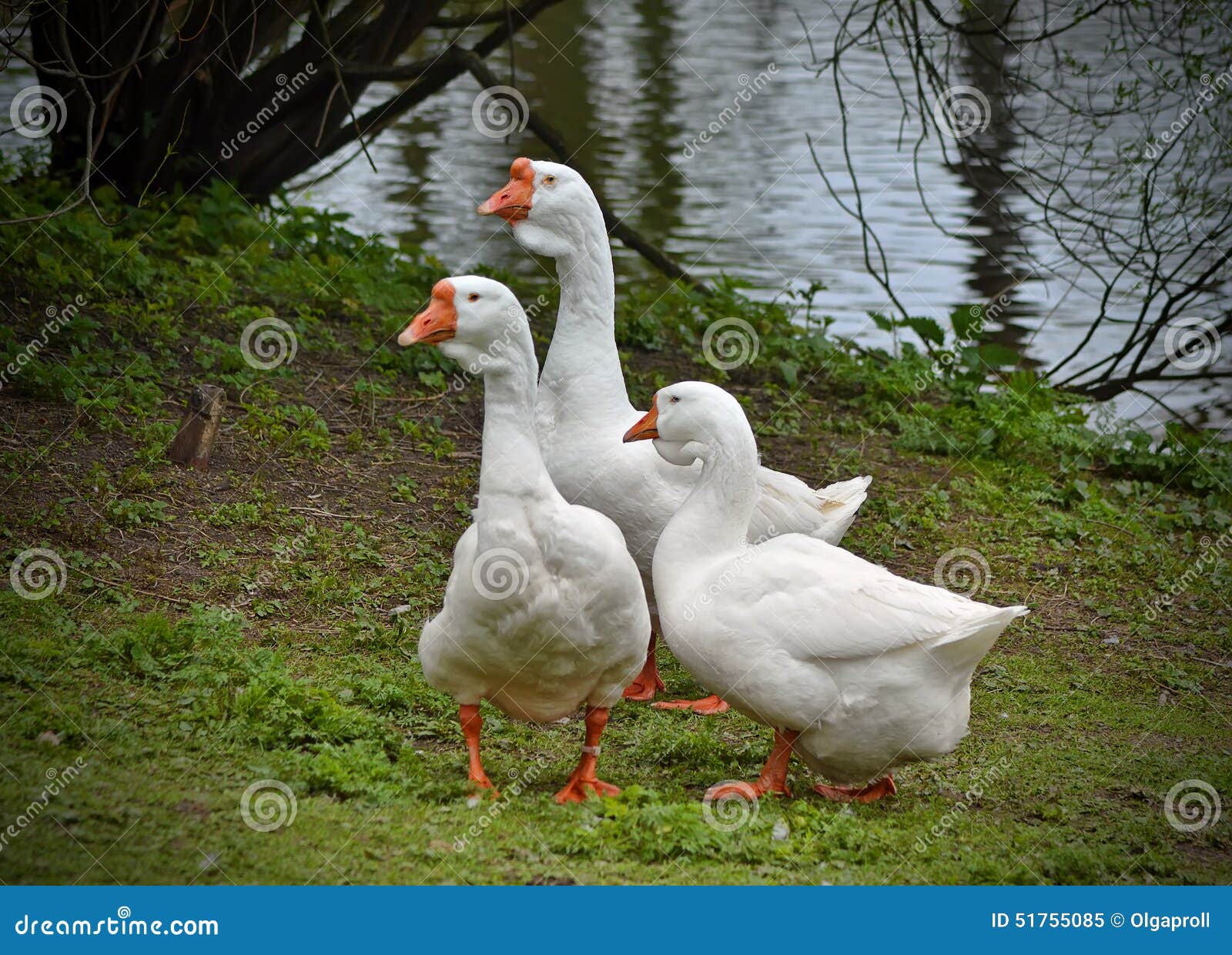 Geese in park at a pond. stock image. Image of white - 51755085