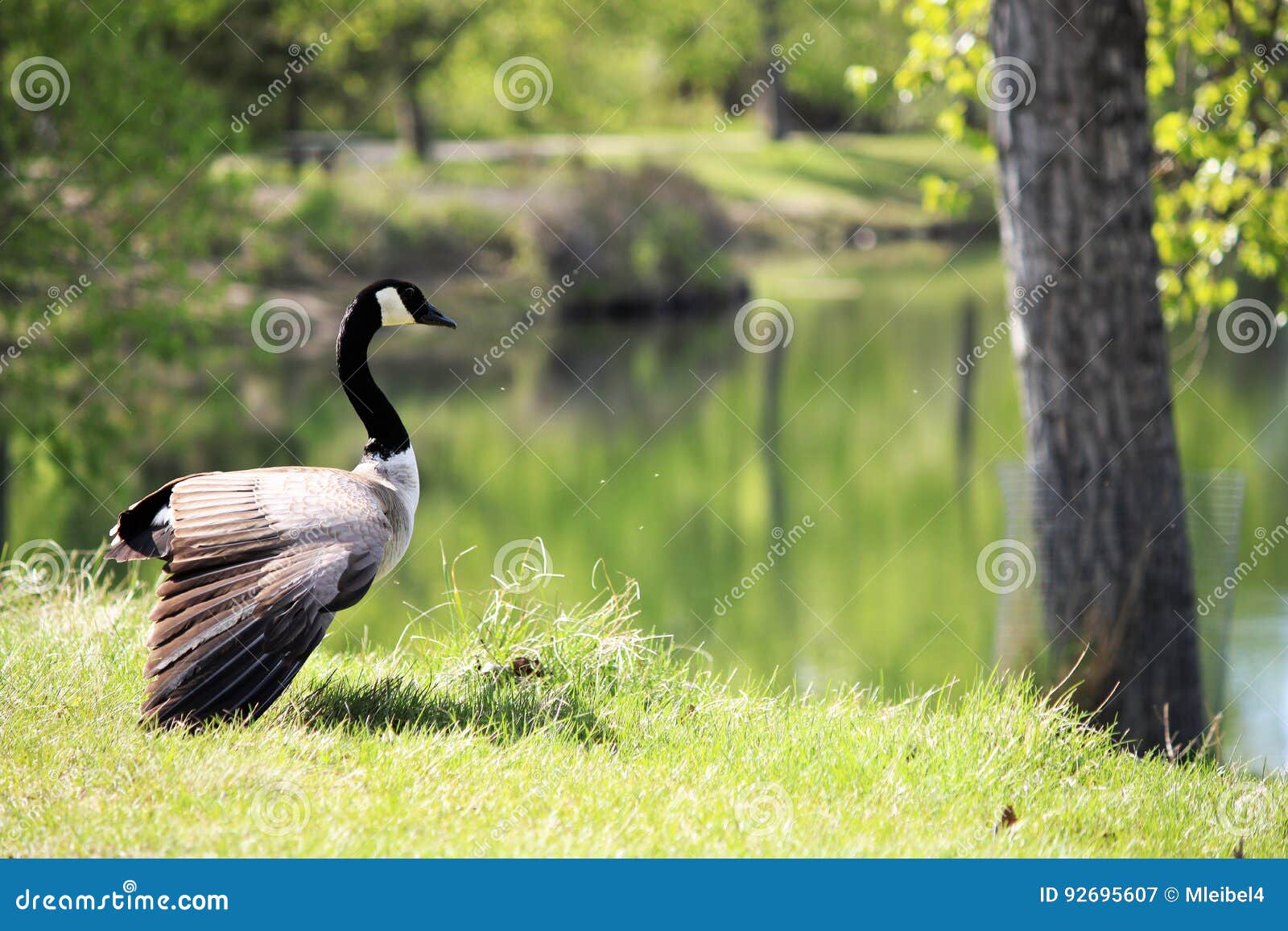 Geese in the Park stock image. Image of nature, geese - 92695607