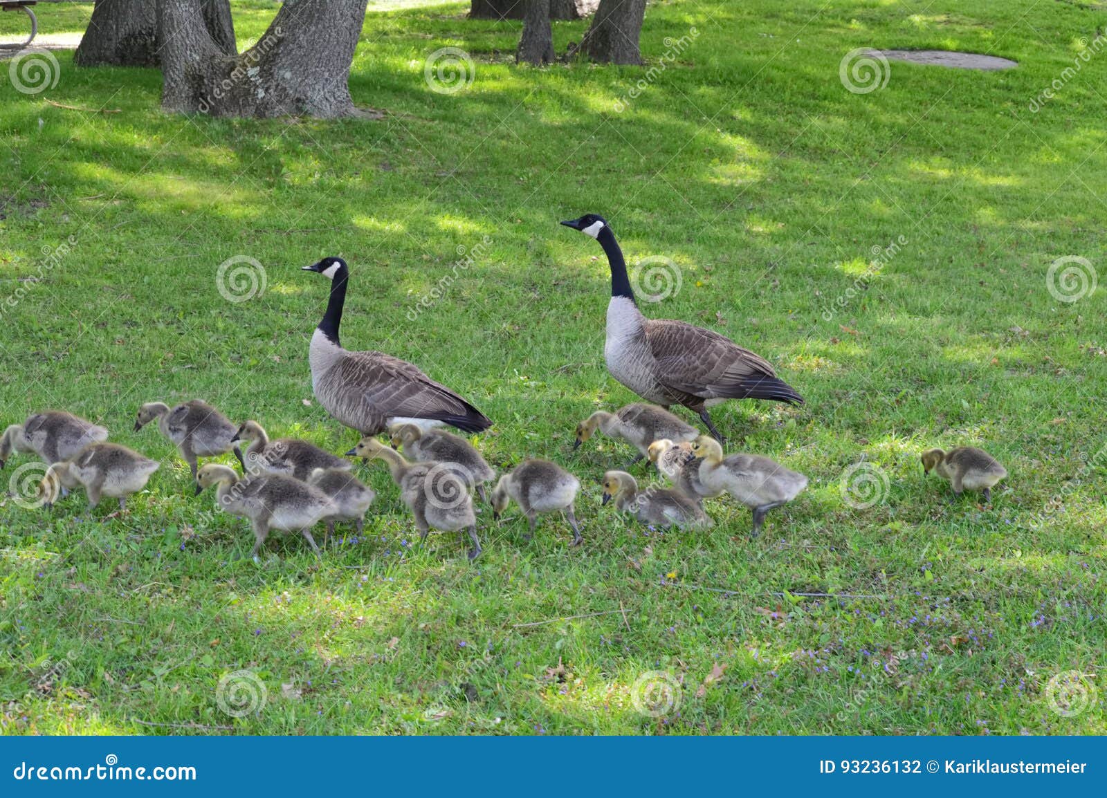 Geese stock photo. Image of geese, edge, fresh, perspective - 93236132