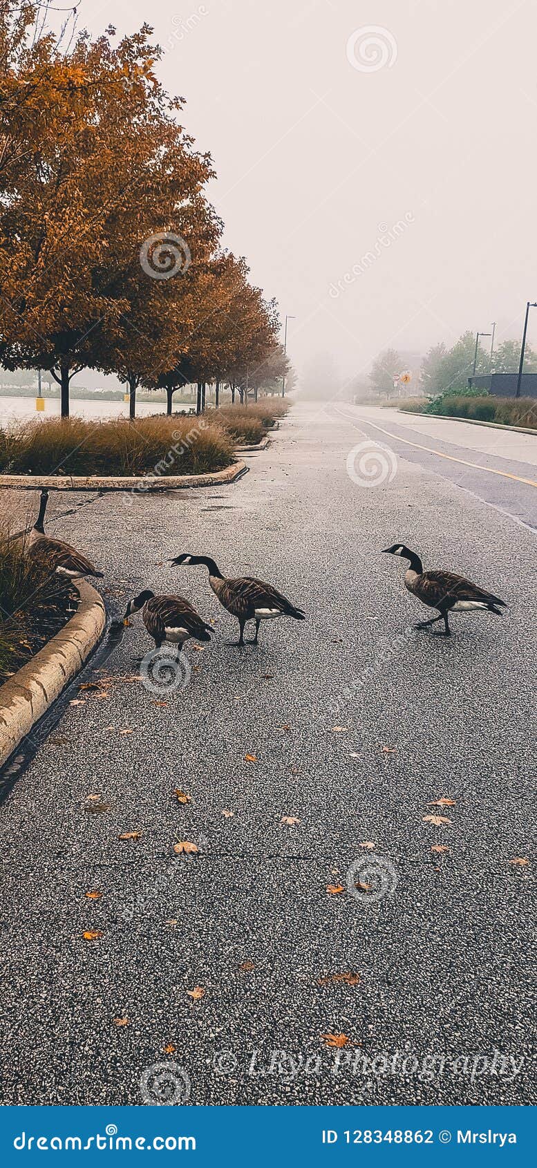 Canadian Geese in a Parking Lot Stock Photo - Image of animal, cement ...