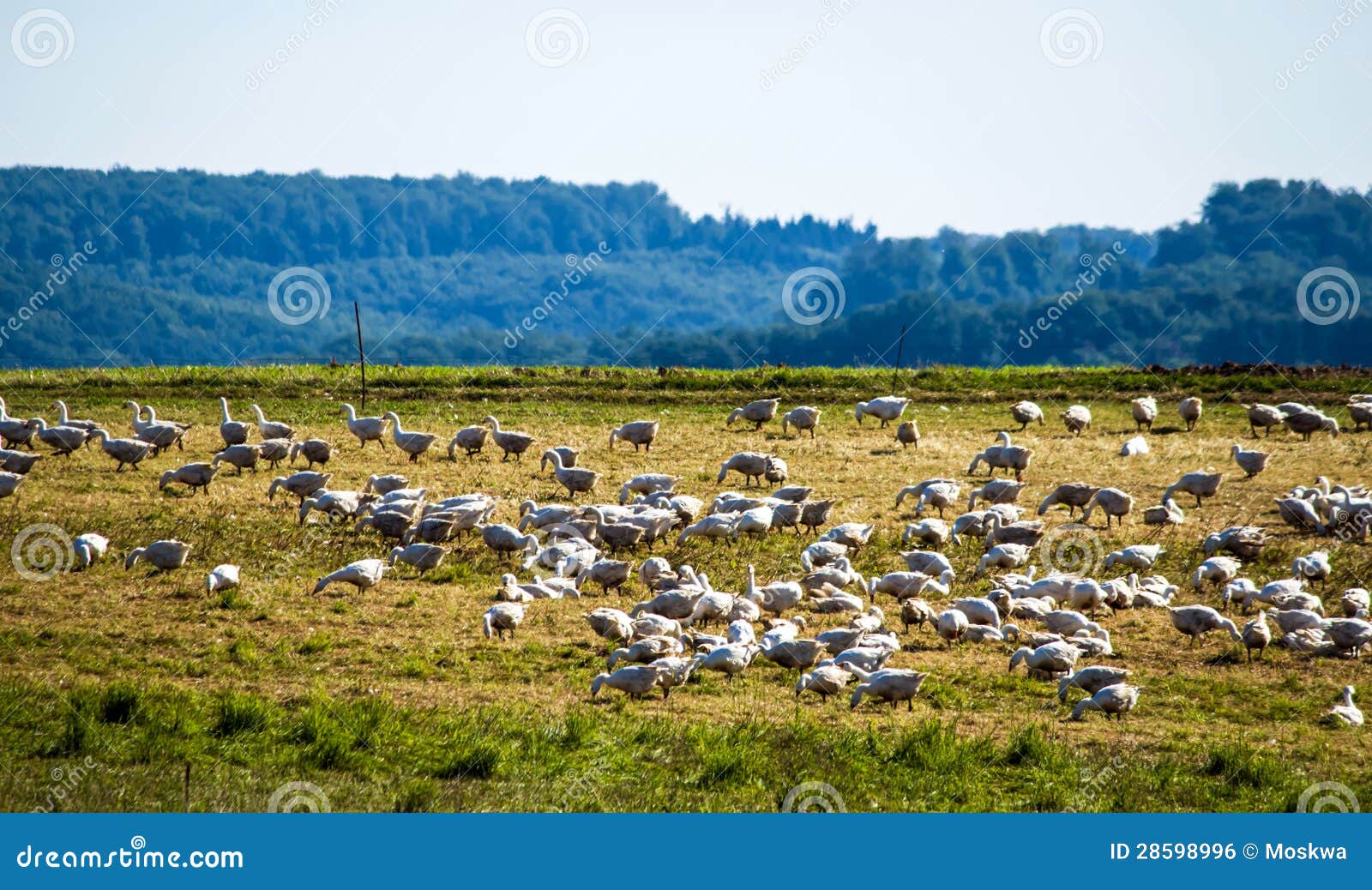 Geese on pasture stock photo. Image of farm, green, nature - 28598996