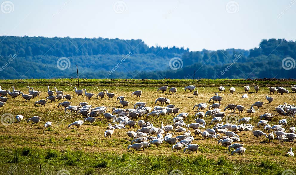 Geese on pasture stock photo. Image of farm, green, nature - 28598996