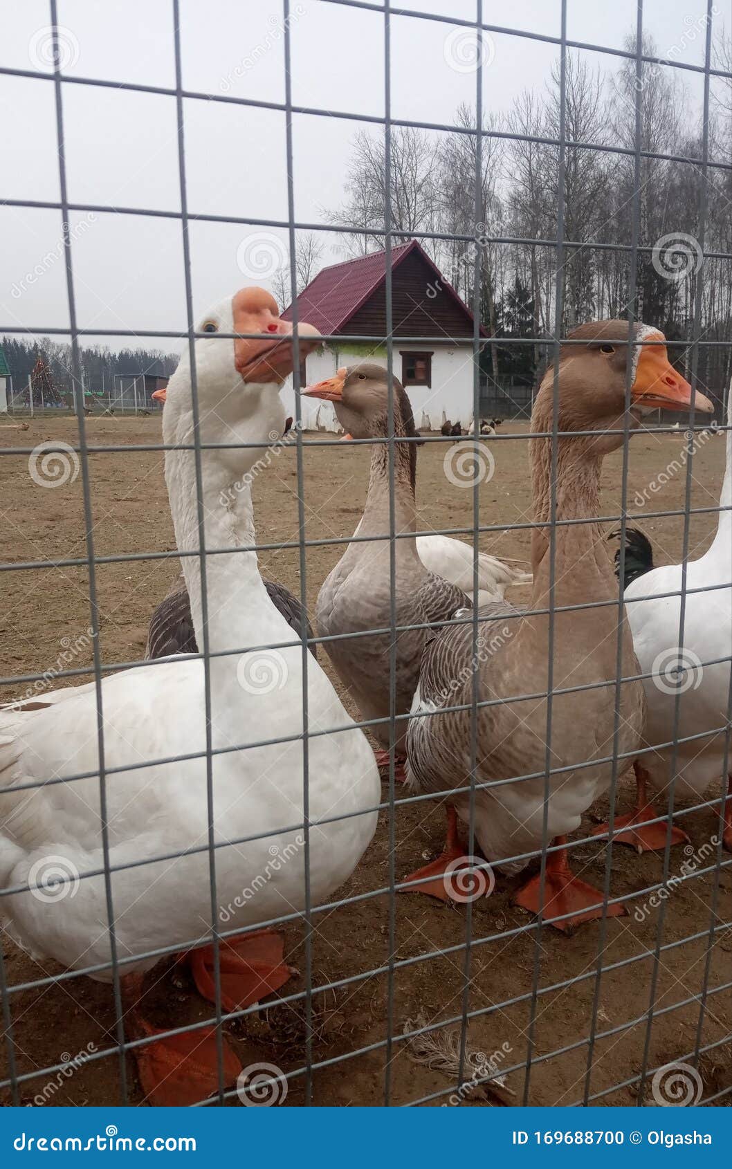 Geese in the Pen Behind the Fence Stock Photo - Image of bird, feed ...