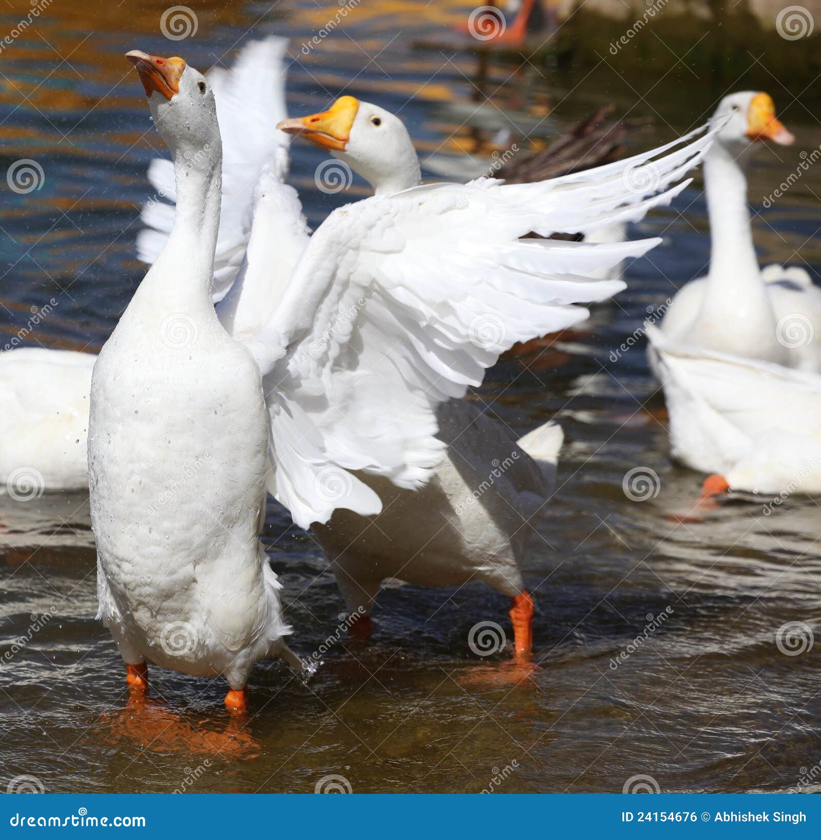Geese Playing stock photo. Image of couple, hunting, tickle - 24154676