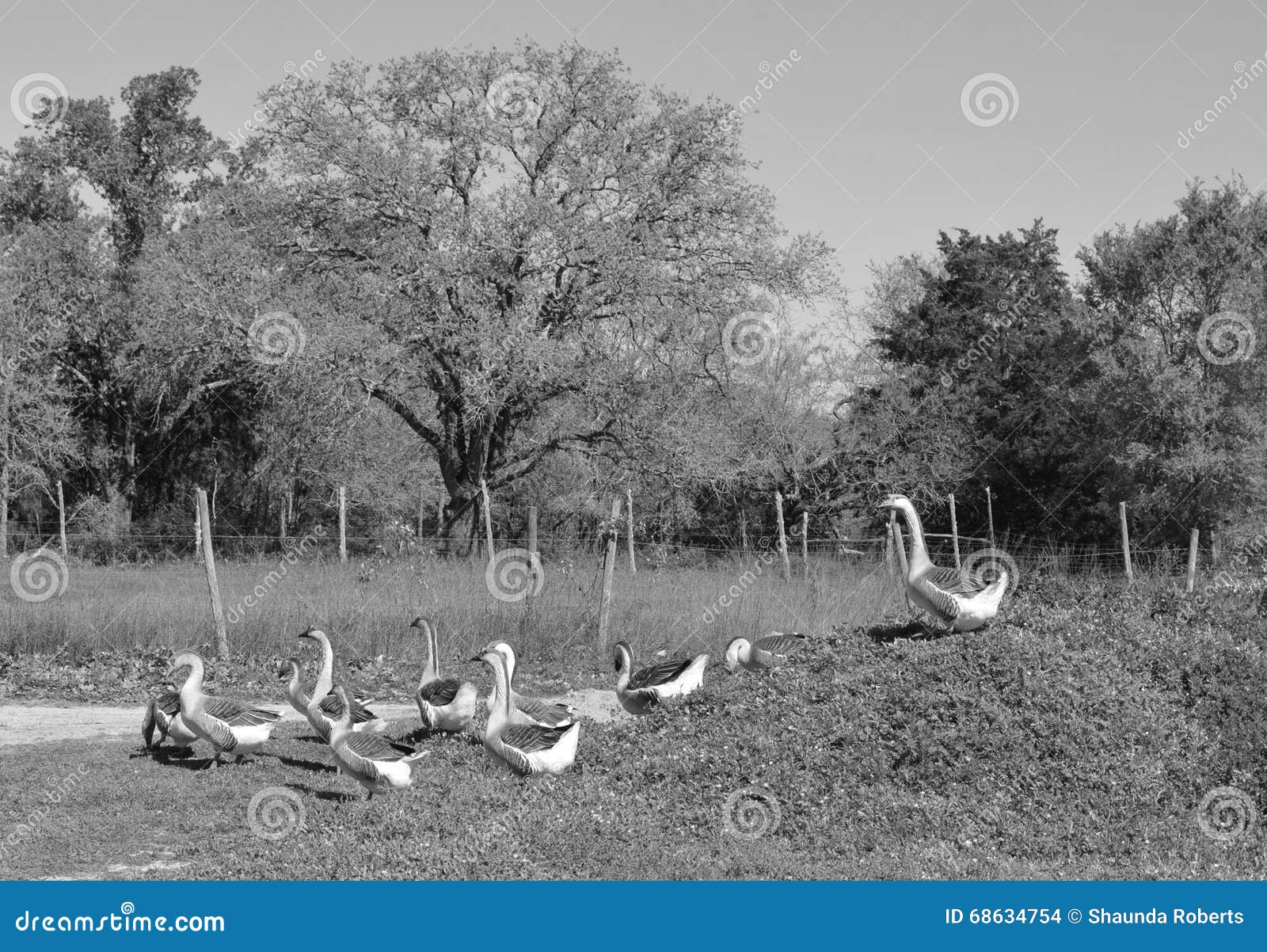 Geese playing stock photo. Image of country, goose, hill - 68634754