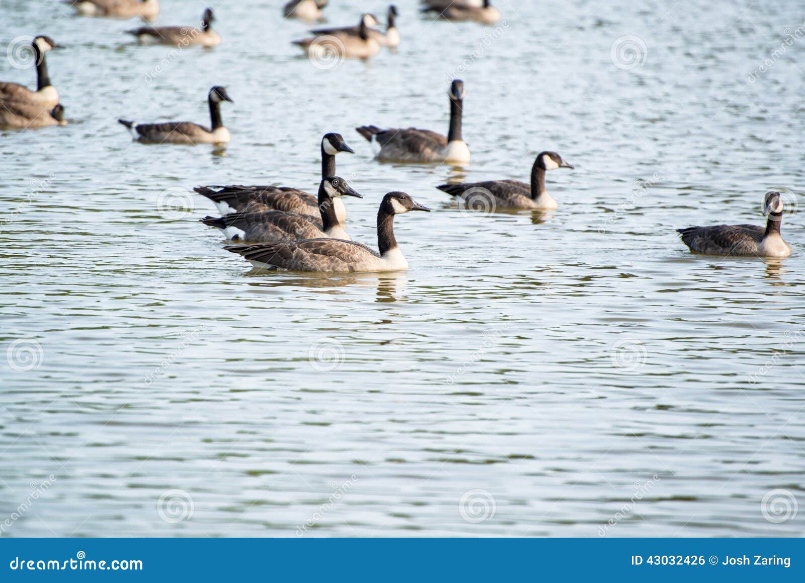 Geese on Pond stock photo. Image of bird, jzaring, geese - 43032426