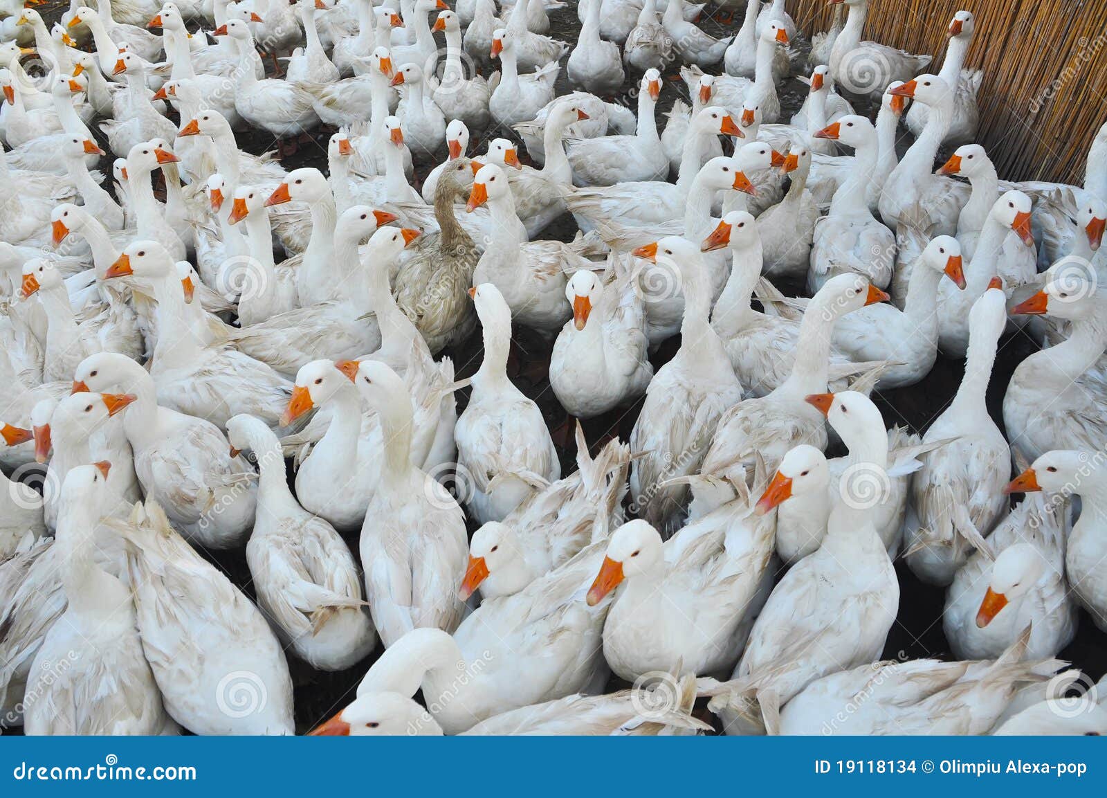 Geese poultry stock photo. Image of farm, beak, group - 19118134