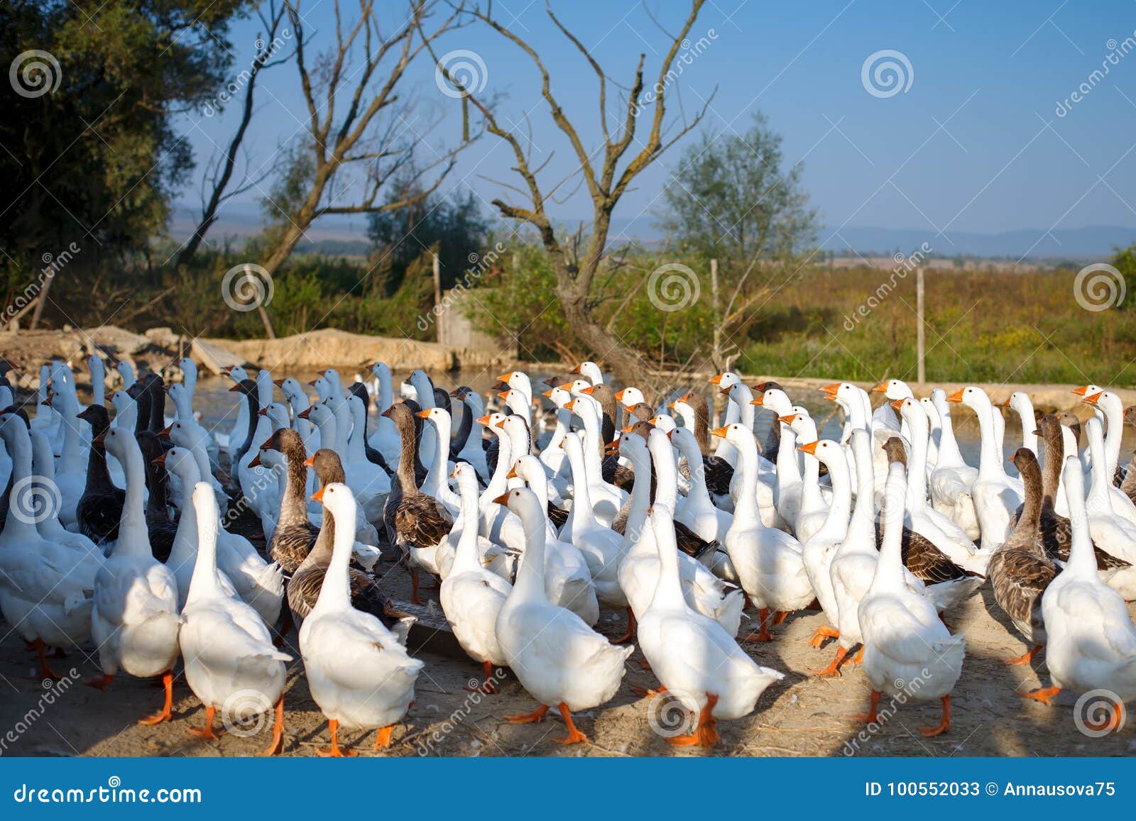 Geese on the poultry farm. stock image. Image of flying - 100552033
