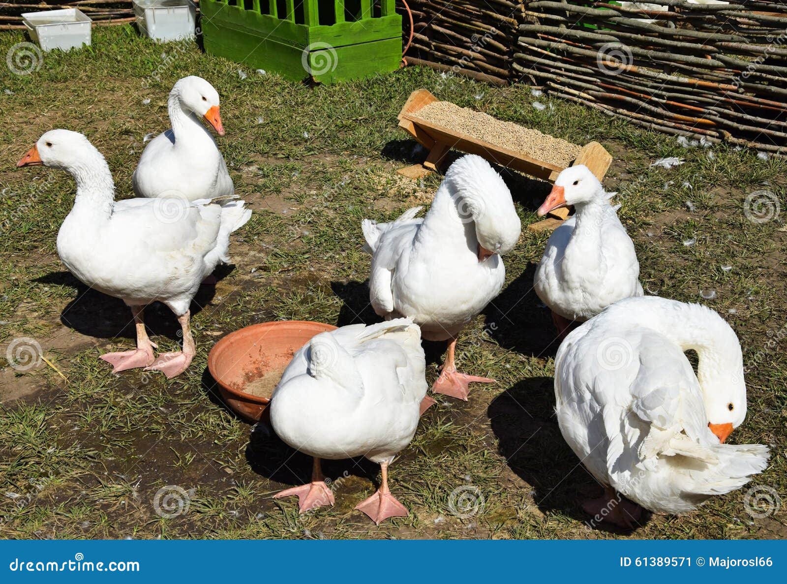Geese in the poultry yard stock image. Image of drinking - 61389571