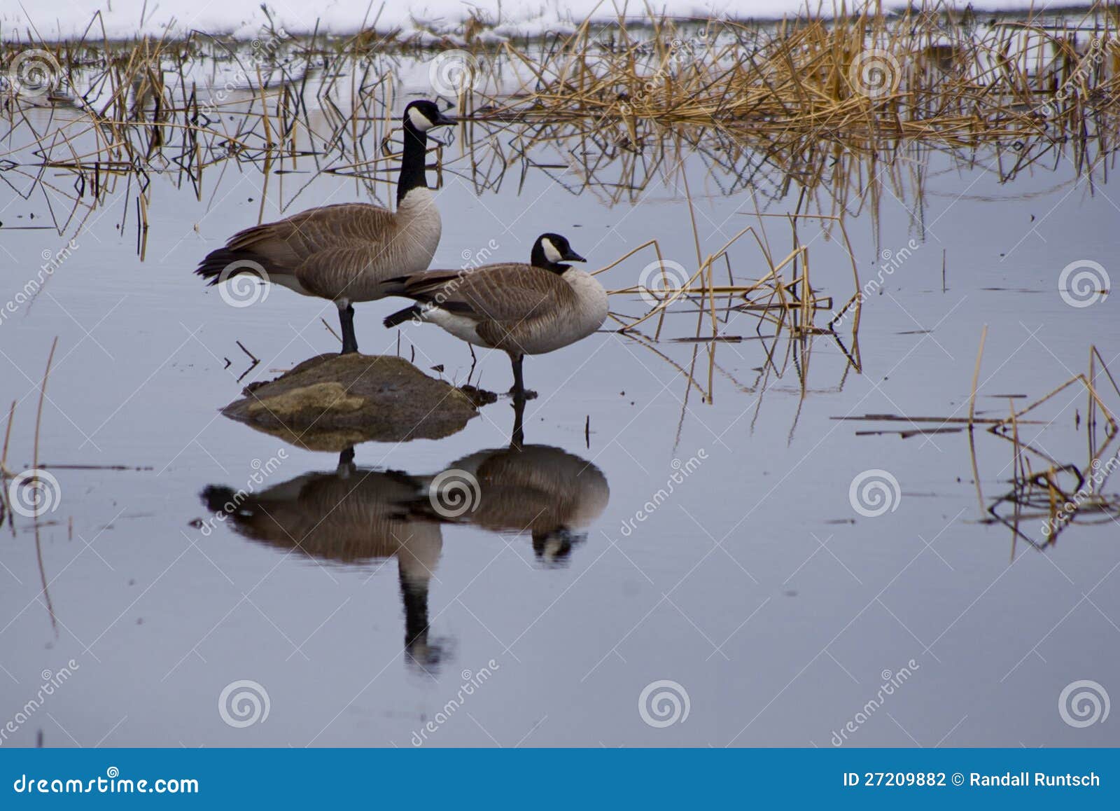 Geese and Reflection stock photo. Image of goose, rocks - 27209882