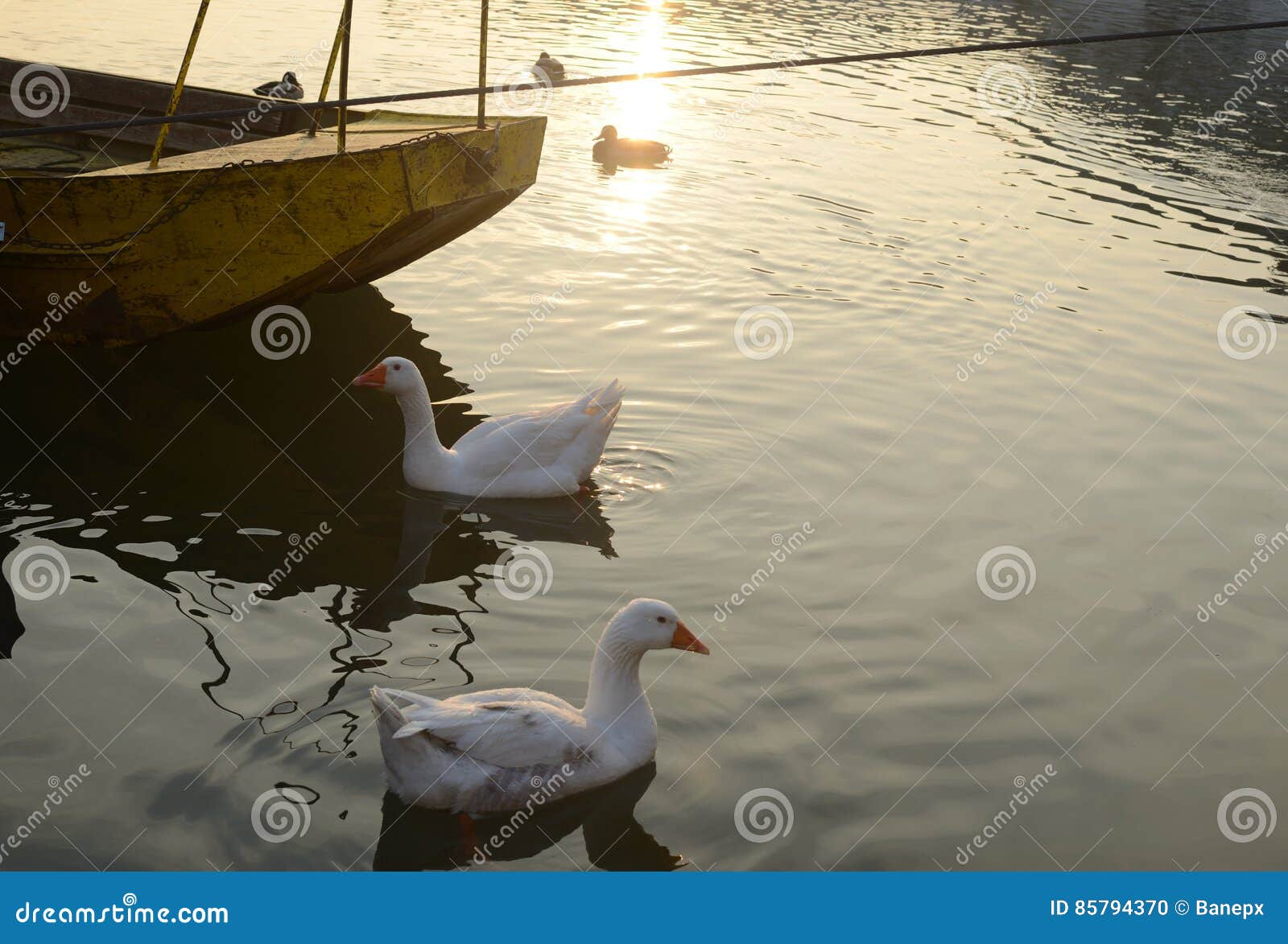 Geese, River and Boat stock photo. Image of flock, bird - 85794370