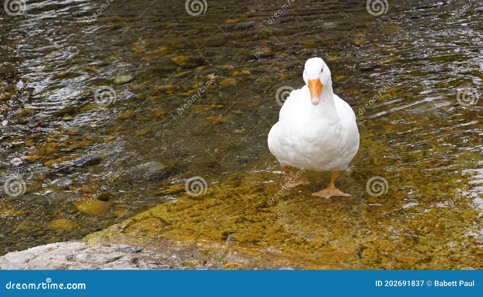 Geese in the river stock image. Image of ireland, nature - 202691837